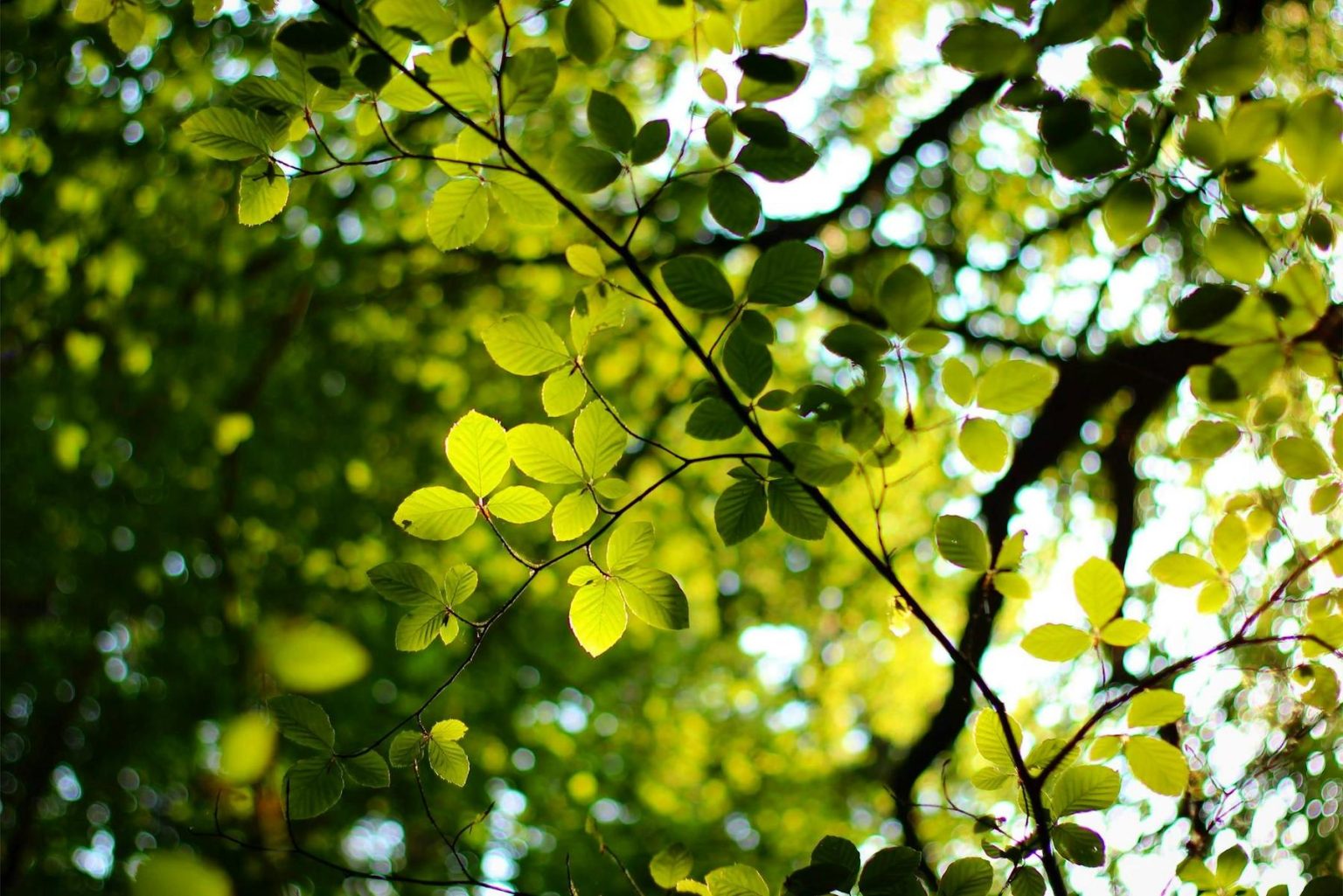 Gratitude Tree: A Visual Appreciation Display